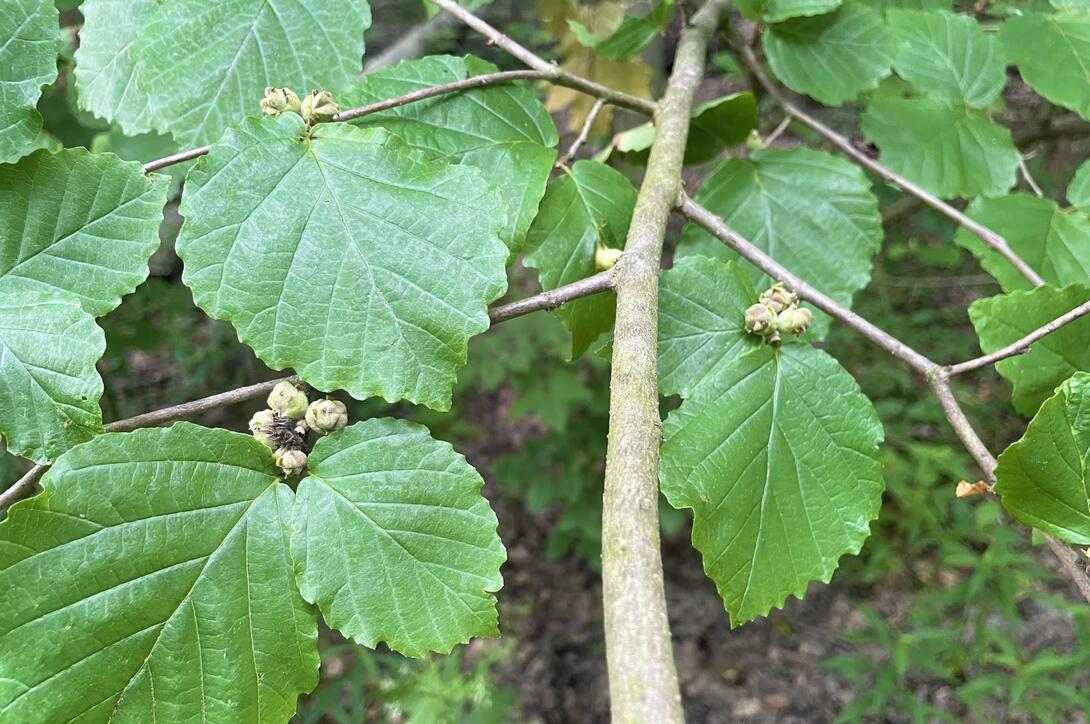 Witch-hazel | CMP Tree Selection Tool